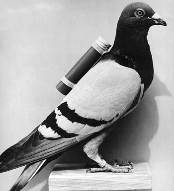 Carrier Pigeon | Howling Hotel Wiki | Fandom