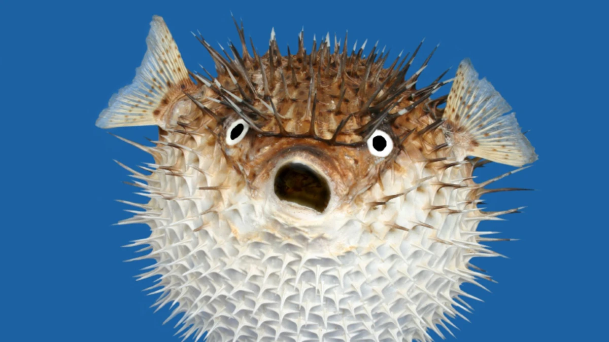 Pufferfish | Howling Hotel Wiki | Fandom