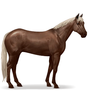Quarter horse | Howrse Wiki | Fandom