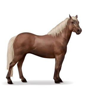 Kuc Connemara | Howrse Wiki | Fandom