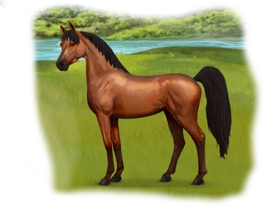 Howrse PL Wiki | Fandom