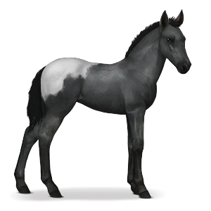 Mustang | Howrse Wiki | Fandom