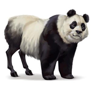 Panda | Howrse Wiki | Fandom