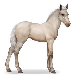 Morgan | Howrse Wiki | Fandom