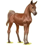 Howrse Wiki | Fandom