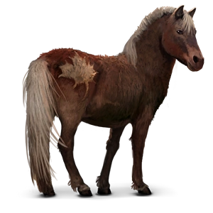 Sable Island Pony | Howrse Wiki | Fandom