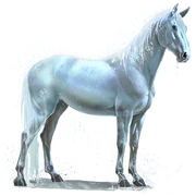 Rain | Howrse Wiki | Fandom