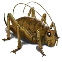 Weta | Howrse Wiki | Fandom