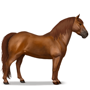 Kerry Bog Pony | Howrse Wiki | Fandom