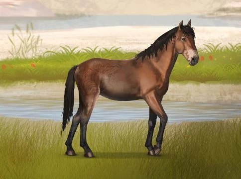 Cumberland Island Horse | Howrse Wiki | Fandom