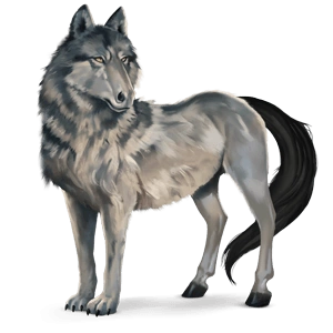 Wolf | Howrse Wiki | Fandom