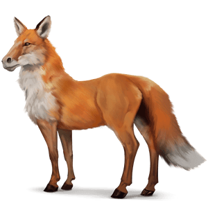 Fox | Howrse Wiki | Fandom