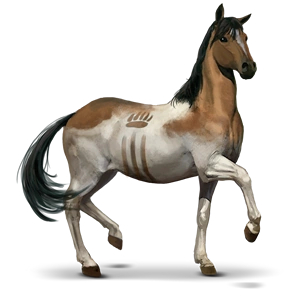 Chincoteague | Howrse Wiki | Fandom