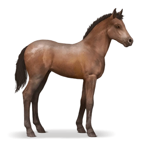 Australian Pony | Howrse Wiki | Fandom