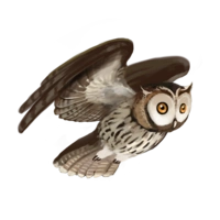Owl | Howrse Wiki | Fandom