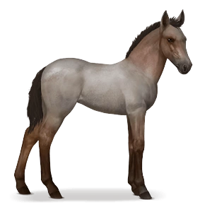 Hackney | Howrse Wiki | Fandom