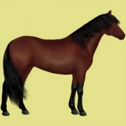 Australian Pony | Howrse Wiki | Fandom