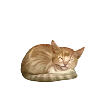 Cat | Howrse Wiki | Fandom