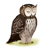 Owl | Howrse Wiki | Fandom
