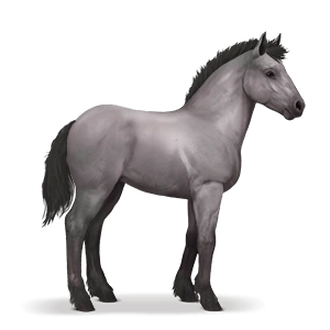 Percheron | Howrse Wiki | Fandom