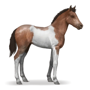 Category:Breeds | Howrse Wiki | Fandom