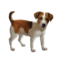 Dog | Howrse Wiki | Fandom