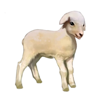 Sheep | Howrse Wiki | Fandom