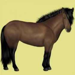 Newfoundland Pony | Howrse Wiki | Fandom
