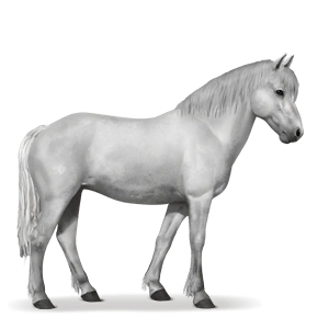 Pony | Howrse-Wiki | Fandom