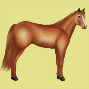 Quarter Horse | Howrse-Wiki | Fandom