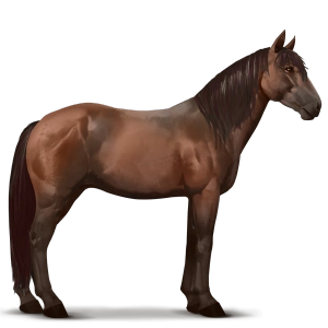 Highland-Pony | Howrse-Wiki | Fandom