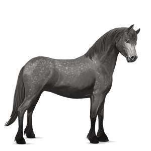 Connemara-Pony | Howrse-Wiki | Fandom