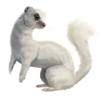 Hermelin | Howrse-Wiki | Fandom