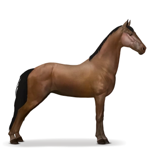 Hackney | Howrse-Wiki | Fandom