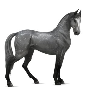 Marwari | Howrse-Wiki | Fandom