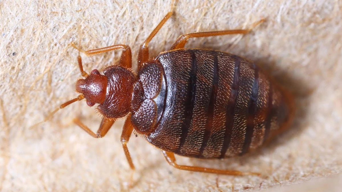 How To Get Rid of Bed Bugs | HowToBasic Wiki | Fandom