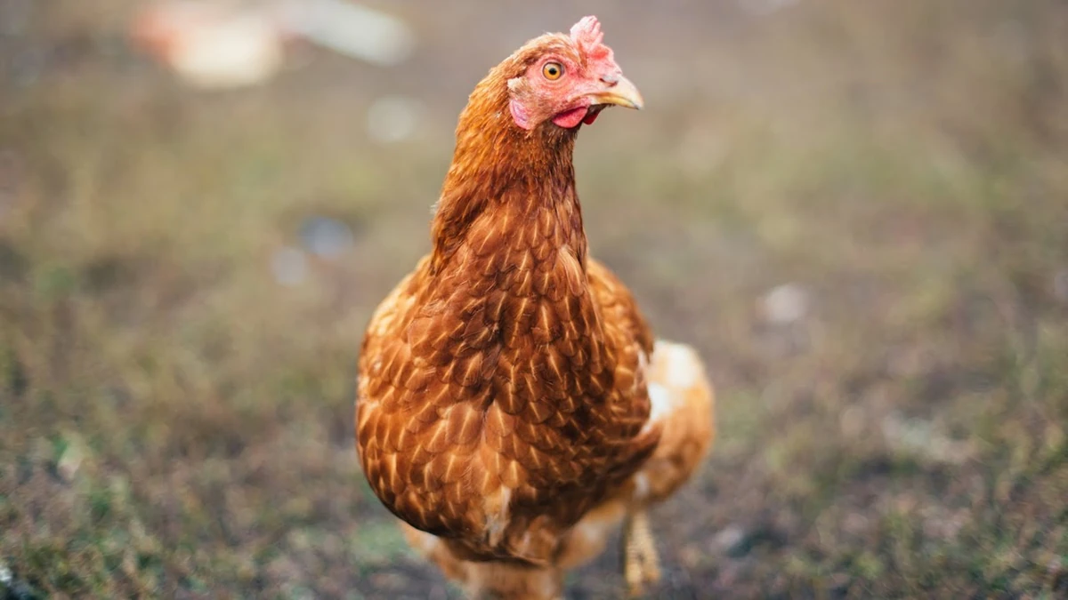 How To Morph Into a Chicken | HowToBasic Wiki | Fandom