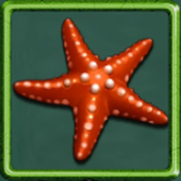 Starfish Images Of The Dragon