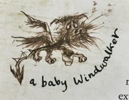 Windwalker | How to Train Your Dragon Wiki | Fandom