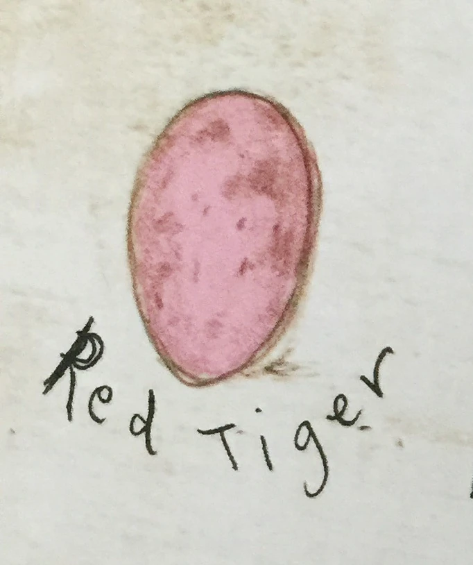 Red Tiger | How to Train Your Dragon Wiki | Fandom