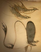 Gallery: Seashocker | How to Train Your Dragon Wiki | Fandom