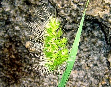 Cola de liebre - Cynosurus echinatus | Wiki Hoyo de Manzanares | Fandom