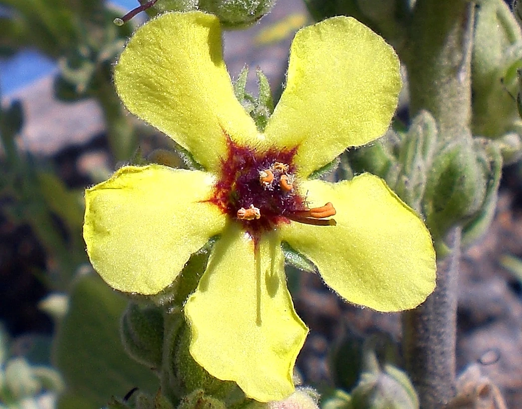 Guardalobo - Verbascum rotundifolium | Wiki Hoyo de Manzanares | Fandom