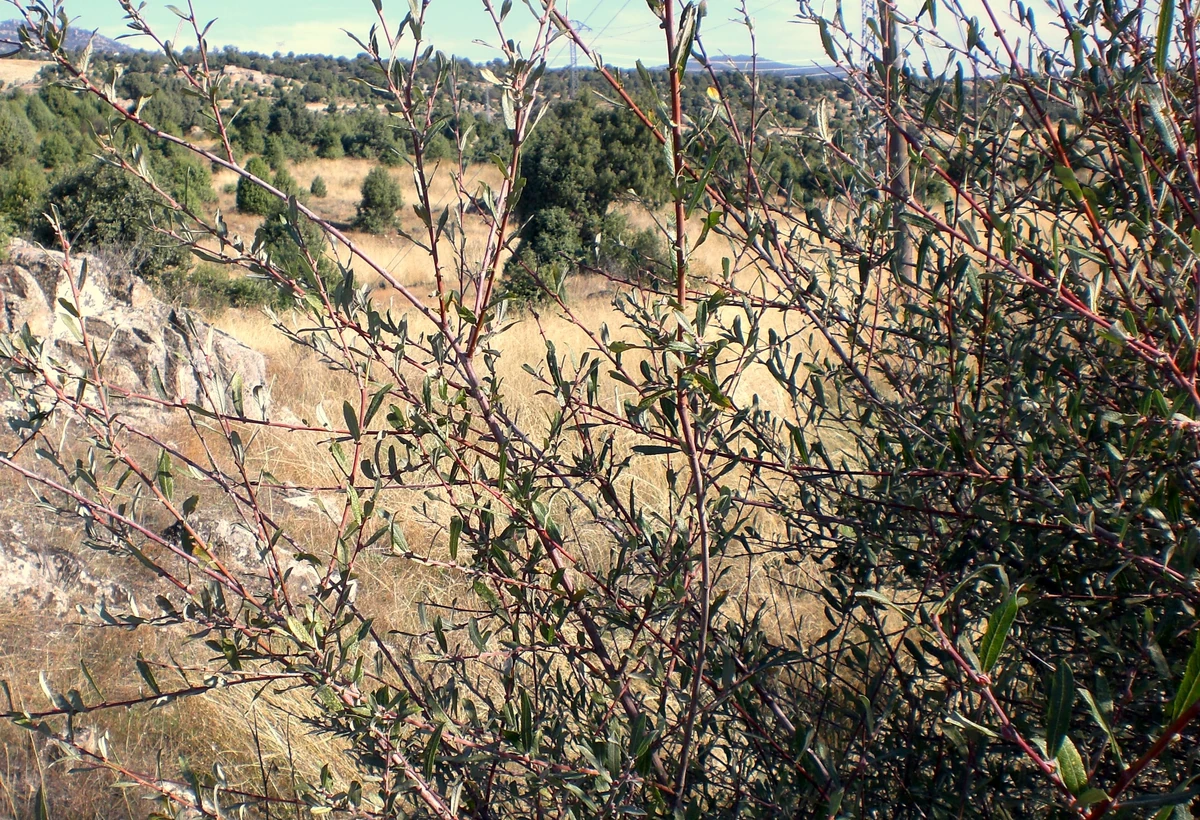 Sauce rojo - Salix purpurea | Wiki Hoyo de Manzanares | Fandom
