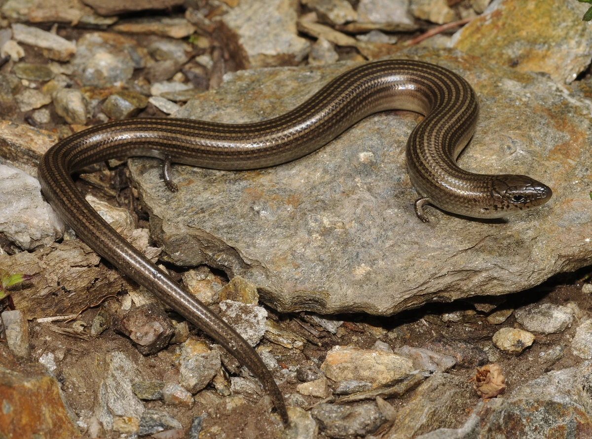 Eslizón tridáctilo ibérico- Chalcides striatus | Wiki Hoyo de ...