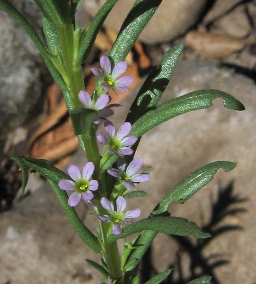 Hierba del toro - Lythrum hyssopifolia | Wiki Hoyo de Manzanares | Fandom