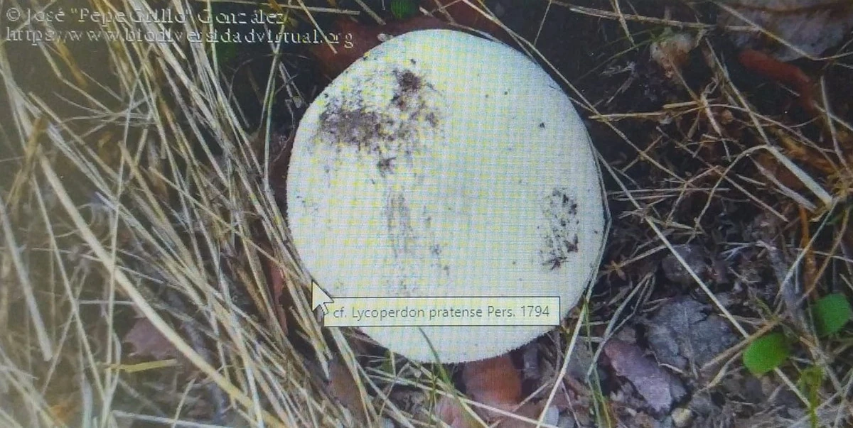 Bejín de prado - Lycoperdon pratense | Wiki Hoyo de Manzanares | Fandom