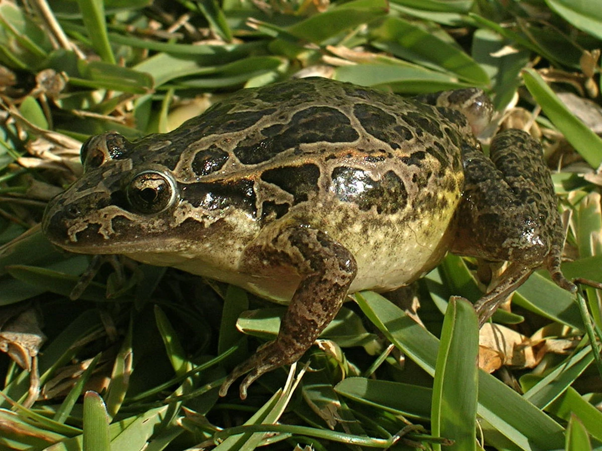 Sapillo pintojo ibérico - Discoglossus galganoi | Wiki Hoyo de ...
