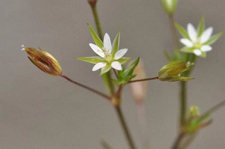 Minuarta mestiza - Minuartia hybrida | Wiki Hoyo de Manzanares | Fandom
