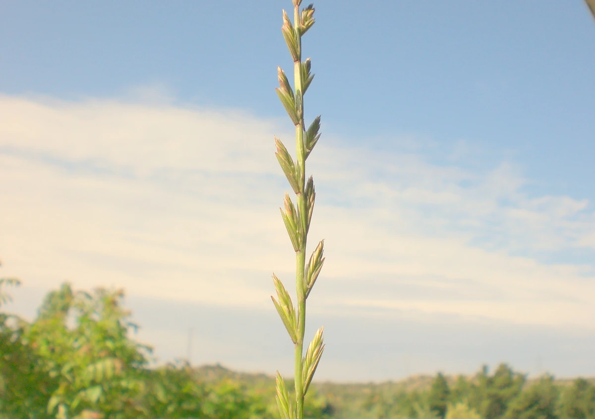 Raigrás - Lolium rigidum | Wiki Hoyo de Manzanares | Fandom